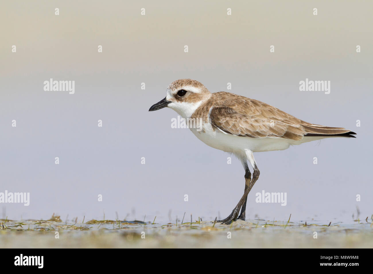 Lesser Sand Plover - Mongolenregenpfeifer - Charadrius mongolus, Oman ...