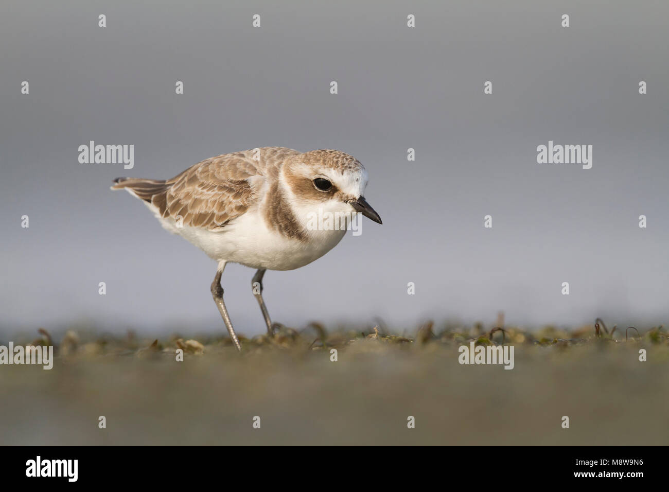 Lesser Sand Plover - Mongolenregenpfeifer - Charadrius mongolus, Oman ...
