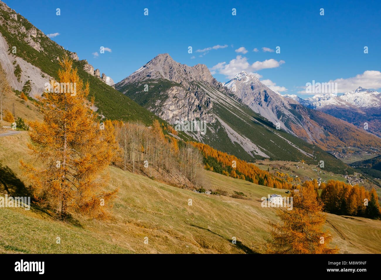 Beautiful larch colored with autumn colors in the mountains ...