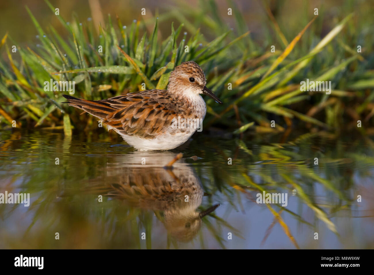 Kleine Strandloper, Little Stint, Calidris minuta, Cyprus, adult Stock ...