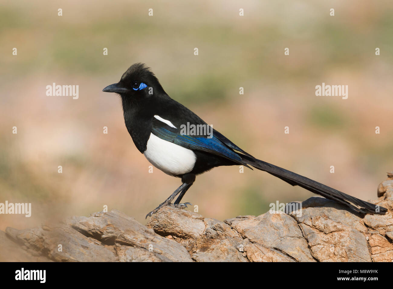 Maghrebekster, Maghreb Magpie, Pica mauretanica, Morocco, adult Stock ...