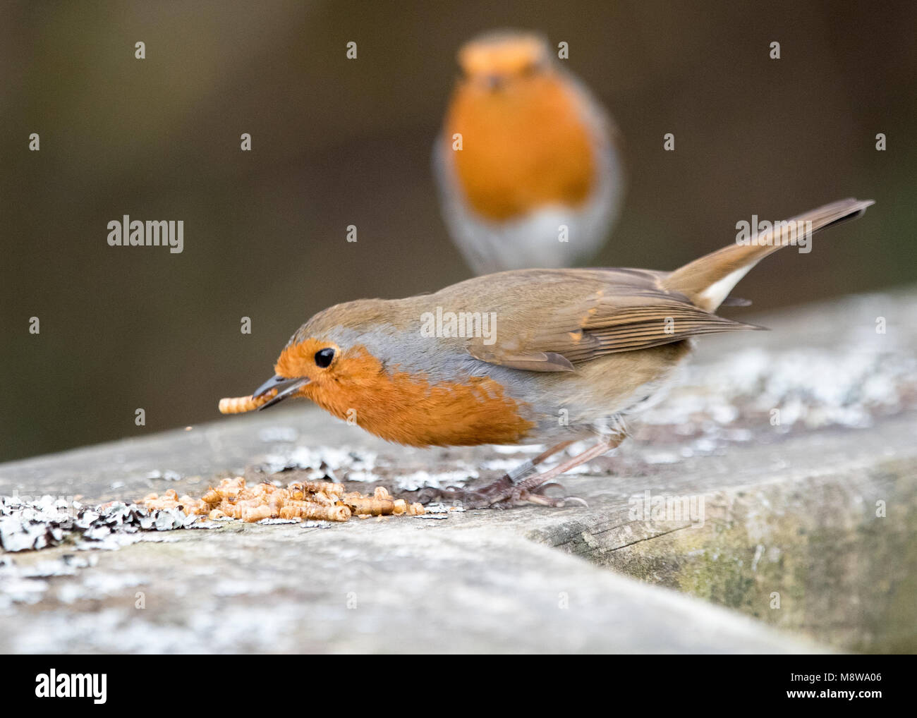 Pair of robins hi-res stock photography and images - Alamy