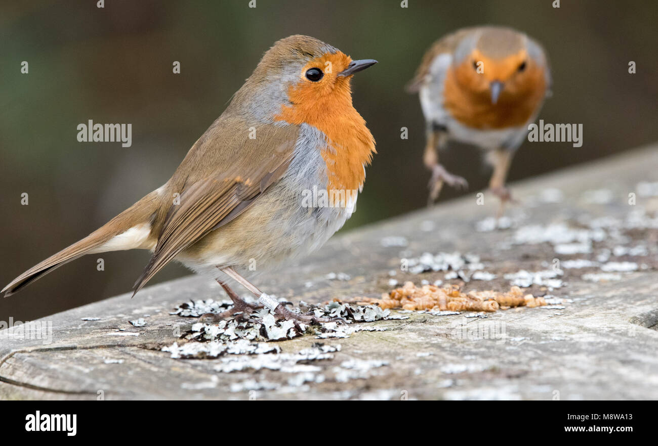 Pair of robins hi-res stock photography and images - Alamy