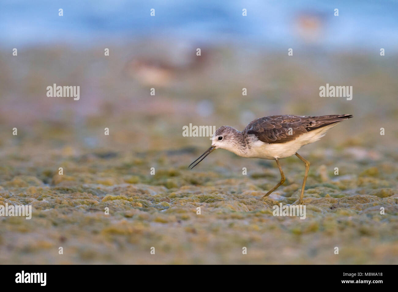 Marsh Sandpiper - Teichwasserläufer - Tringa stagnatilis, Oman, adult ...