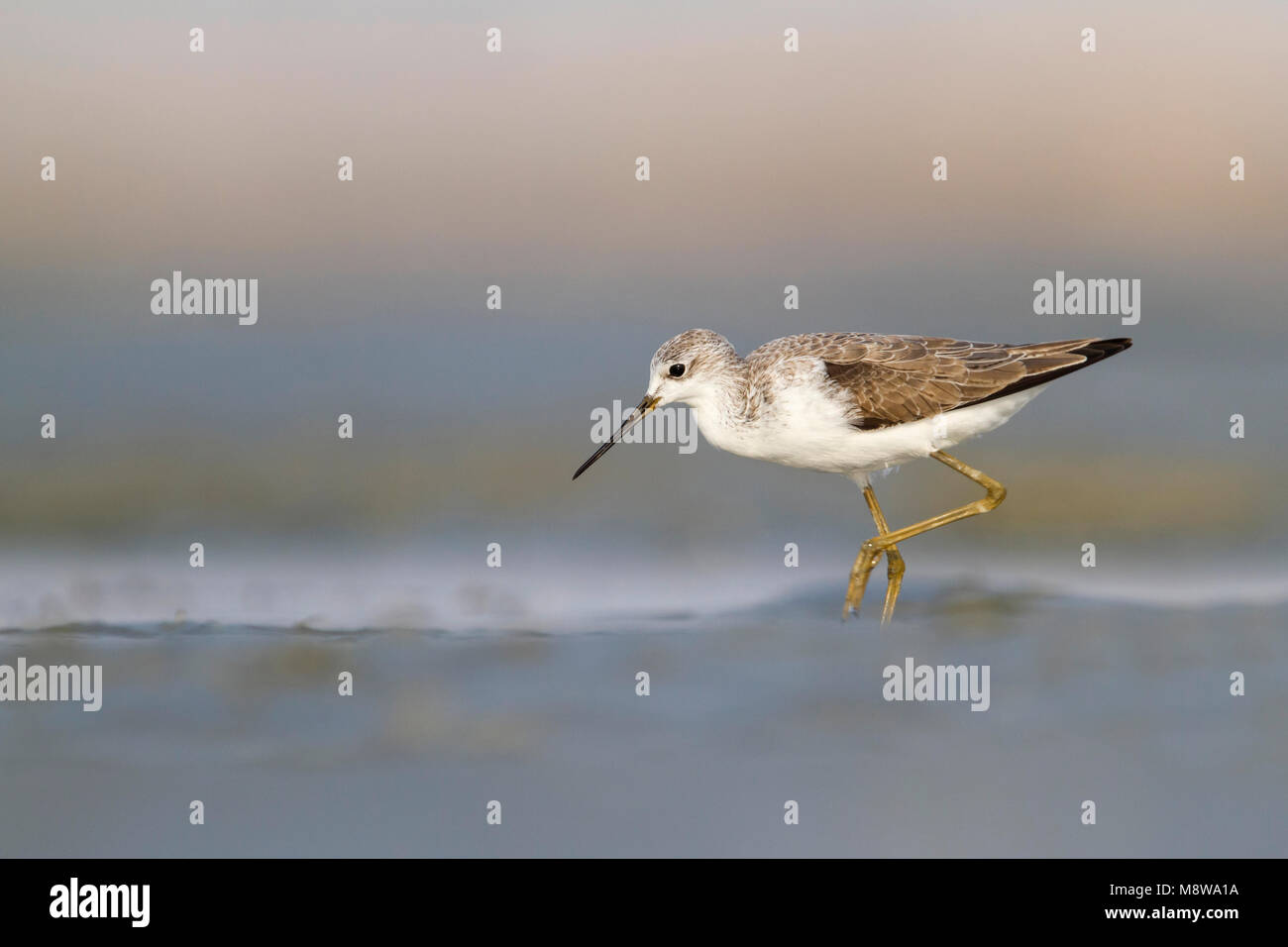 Marsh Sandpiper - Teichwasserläufer - Tringa stagnatilis, Oman, adult ...