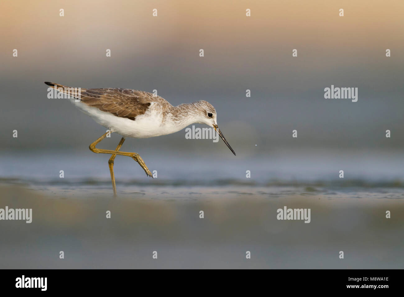 Nonbreeding hi-res stock photography and images - Alamy