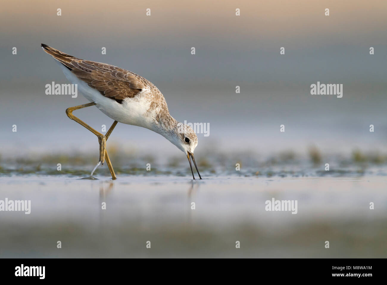 Marsh Sandpiper - Teichwasserläufer - Tringa stagnatilis, Oman, adult ...