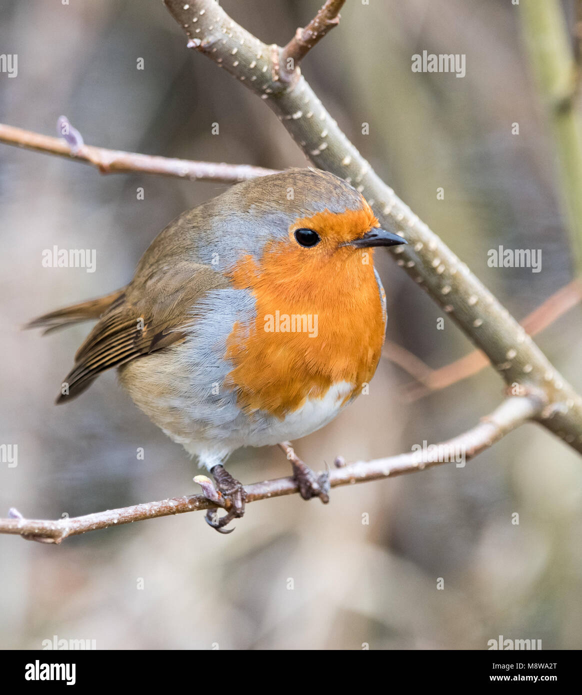 Pretty Robin Redbreast High Resolution Stock Photography and Images - Alamy