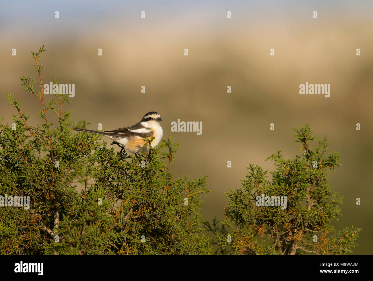 Masked Shrike - Maskenwürger - Lanius nubicus, Cyprus, adult female ...