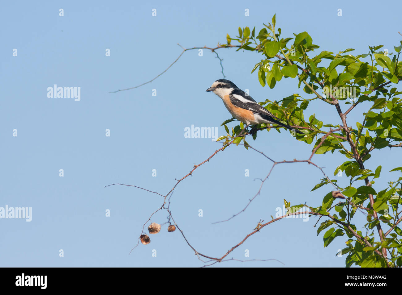 Masked Shrike - Maskenwürger - Lanius nubicus, Turkey, adult male Stock ...