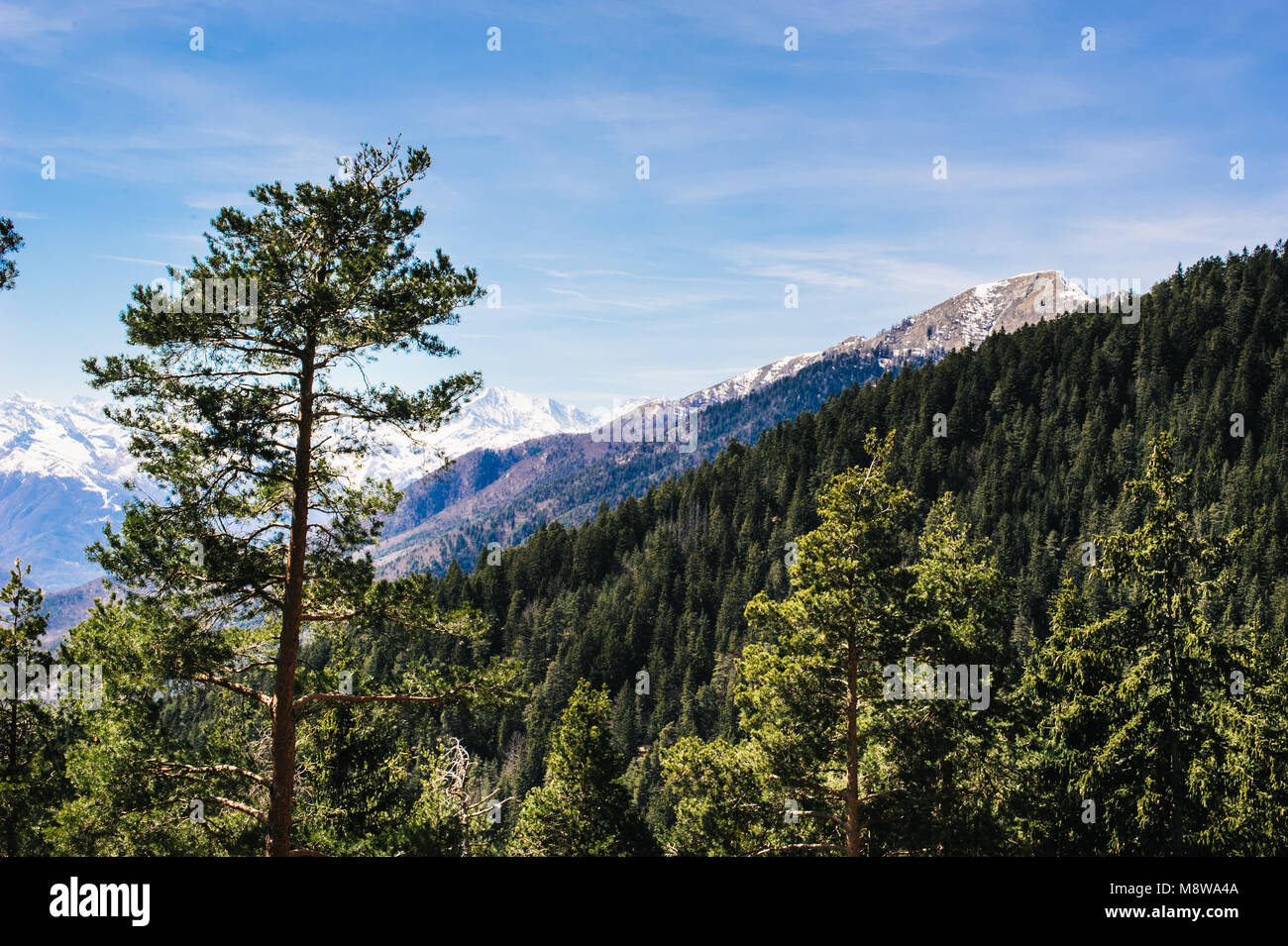Coniferus forest hi-res stock photography and images - Alamy