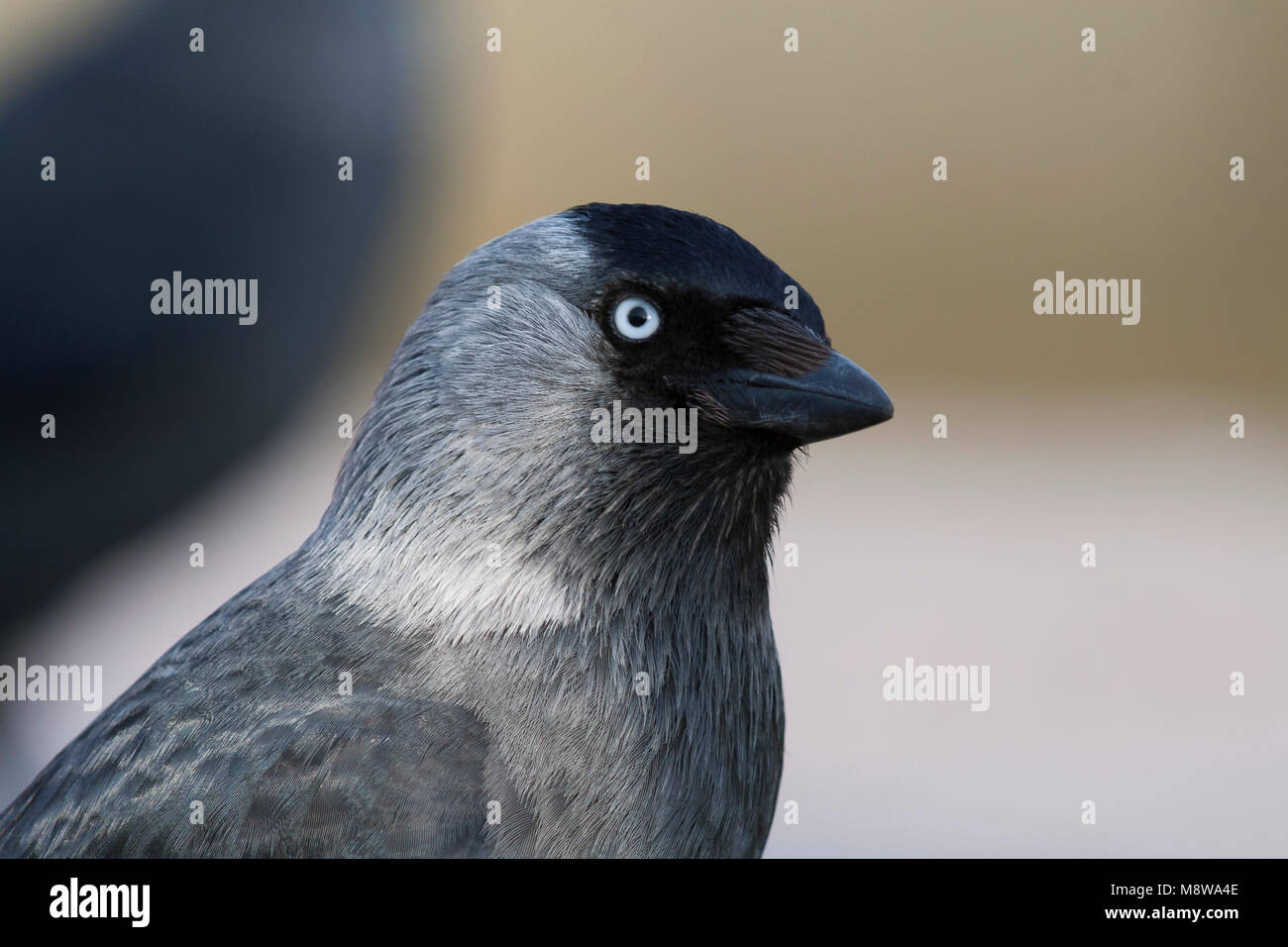 Jackdaw - Dohle - Corvus monedula ssp. monedula, Germany, adult Stock ...