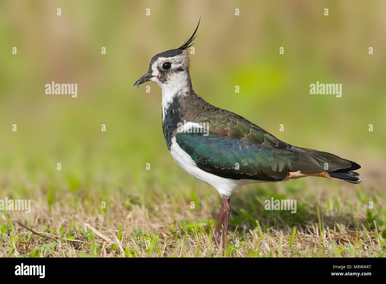 Kievit, Northern Lapwing, Vanellus vanellus, Germany adult Stock Photo ...