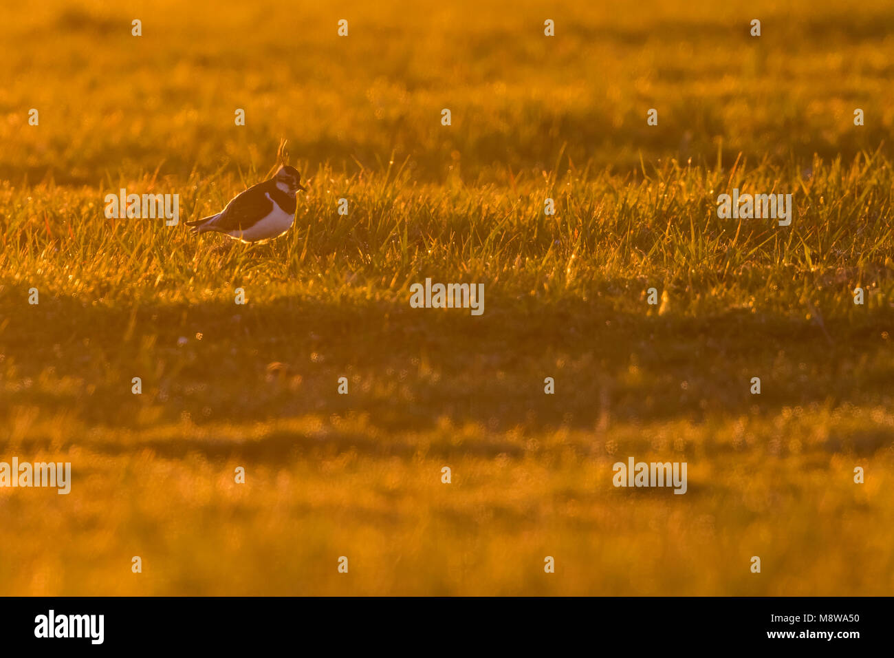 Lapwing vanellus adult bird hi-res stock photography and images - Alamy