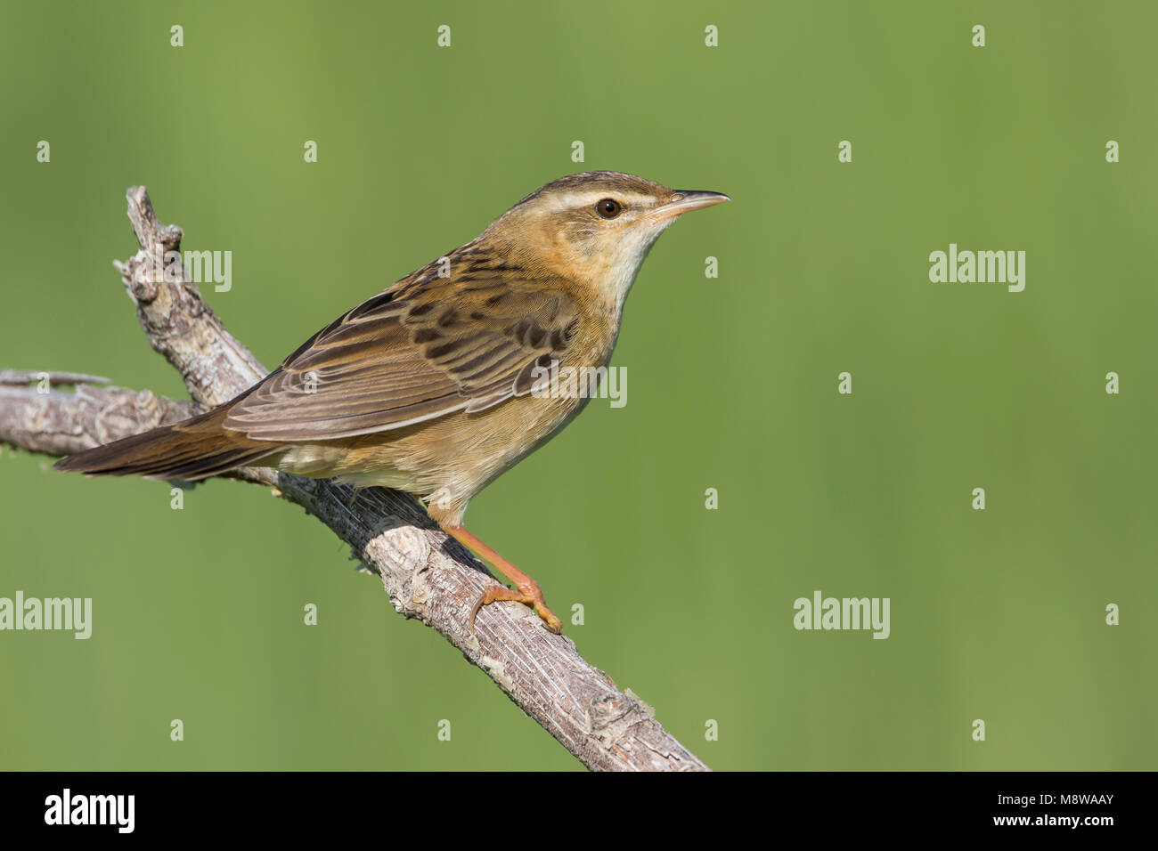 Siberische sprinkhaanzanger hi-res stock photography and images - Alamy