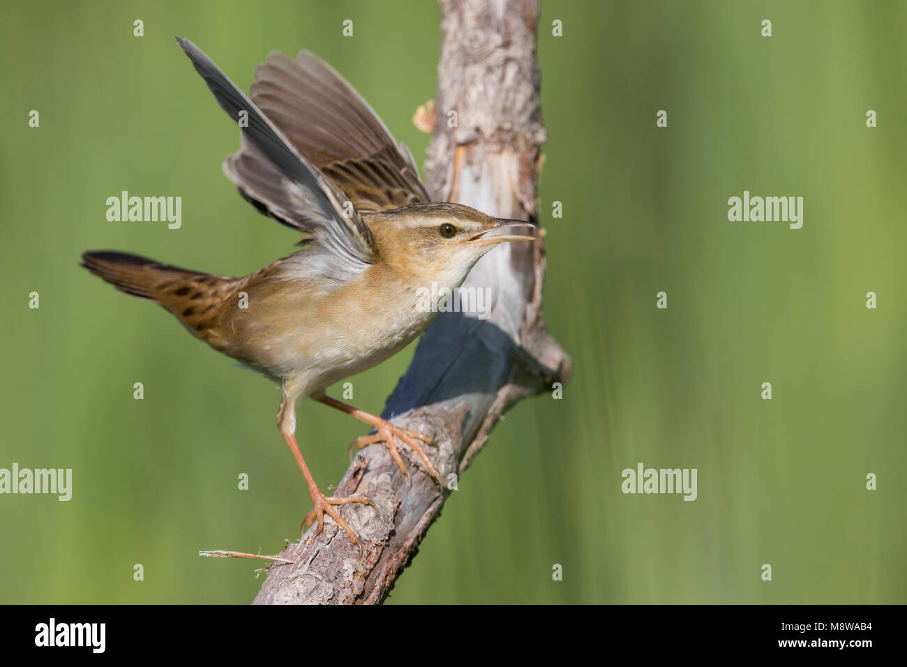 Pallas's Grasshopper Warbler - Streifenschwirl - Locustella certhiola ssp. centralasiae ...