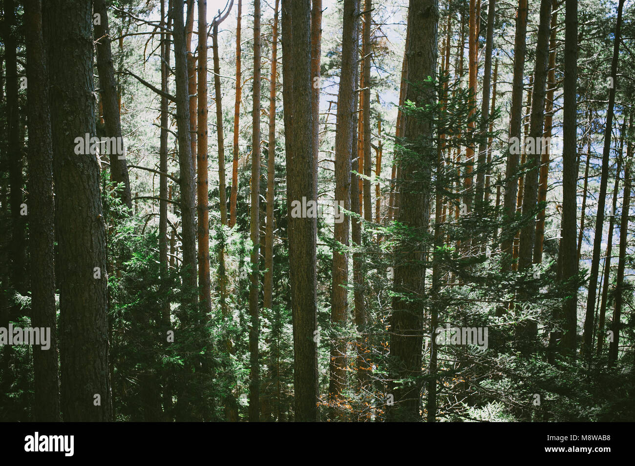 Alpine valley high coniferous forest in spring, tall blue sky trees and ...