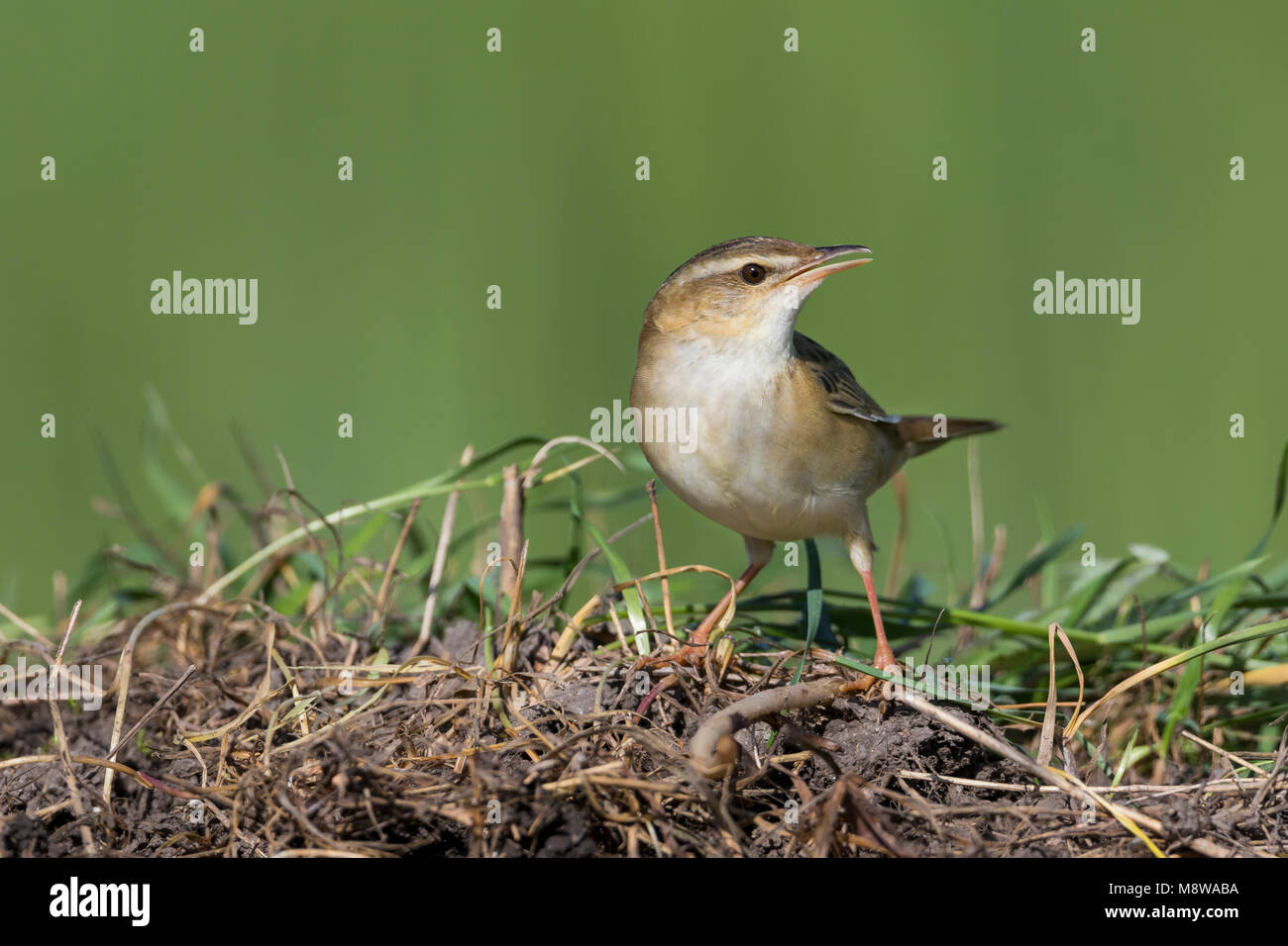 Pallas's Grasshopper Warbler - Streifenschwirl - Locustella certhiola ssp. centralasiae ...