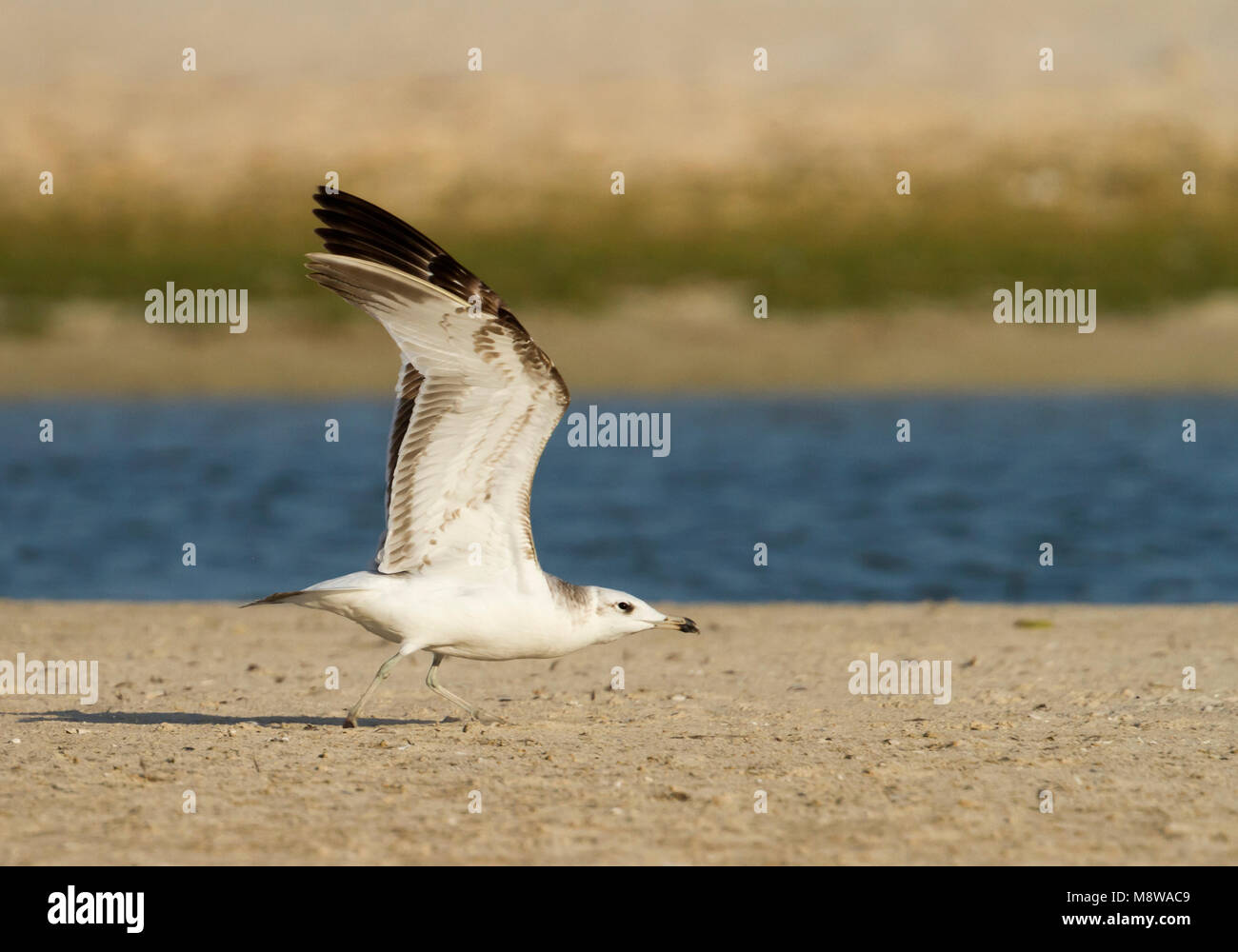 Reuzenzwartkopmeeuw, Pallas's Gull Ichthyaetus ichthyaetus, Oman, 2nd W ...