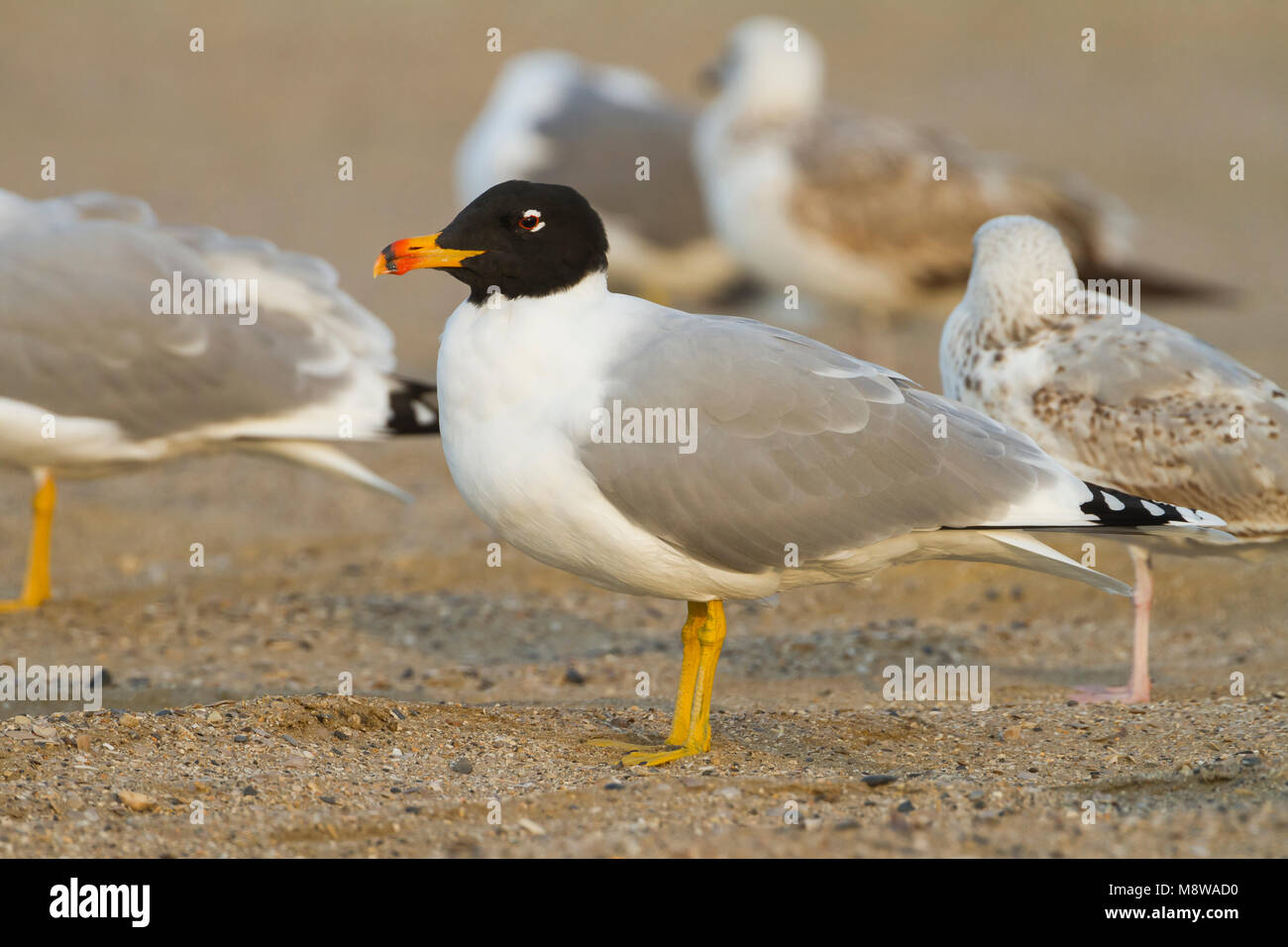 Reuzenzwartkopmeeuw, Pallas's Gull Ichthyaetus ichthyaetus, Oman, adult ...