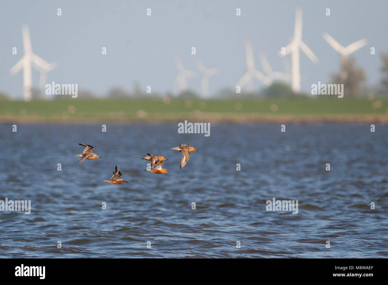 Red Knot - Knutt - Calidris canutus, Germany, adult Stock Photo - Alamy