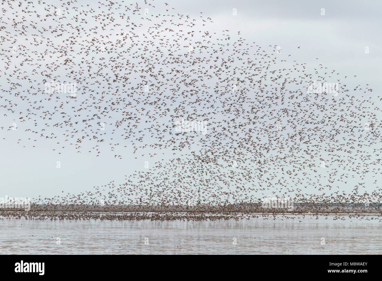 Red Knot - Knutt - Calidris canutus, Germany Stock Photo - Alamy