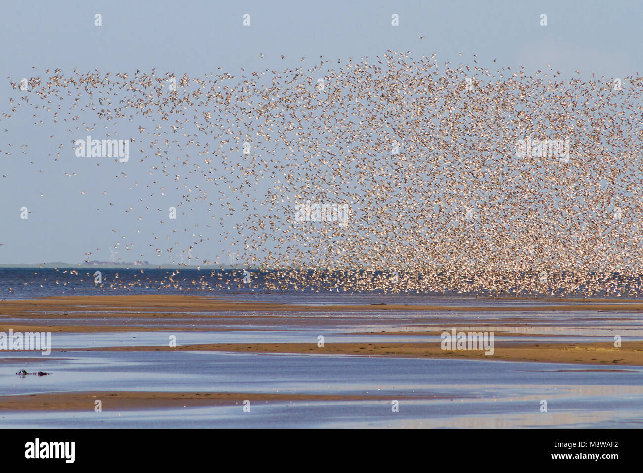 Red knots hi-res stock photography and images - Alamy