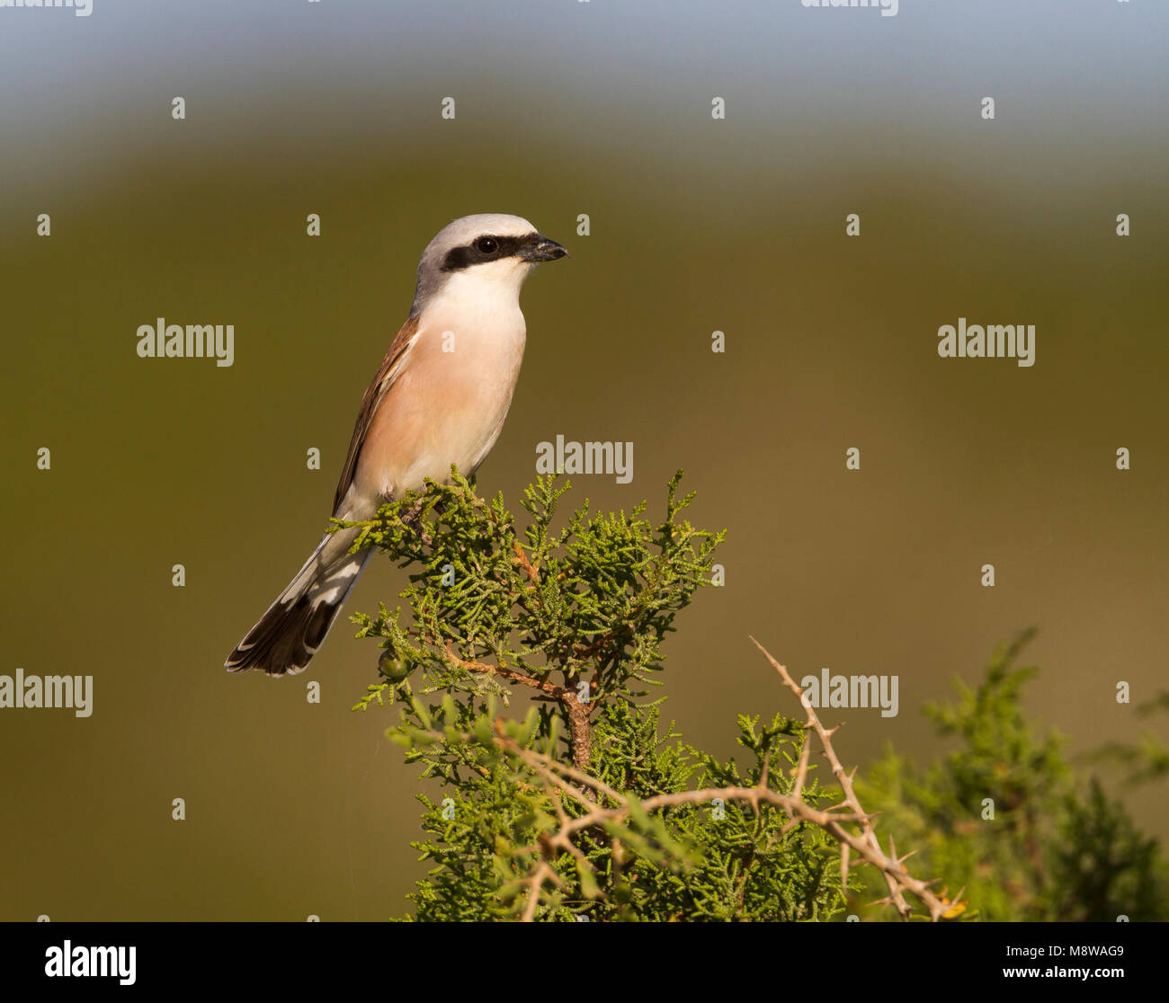 Red backed shrike cyprus hi-res stock photography and images - Alamy