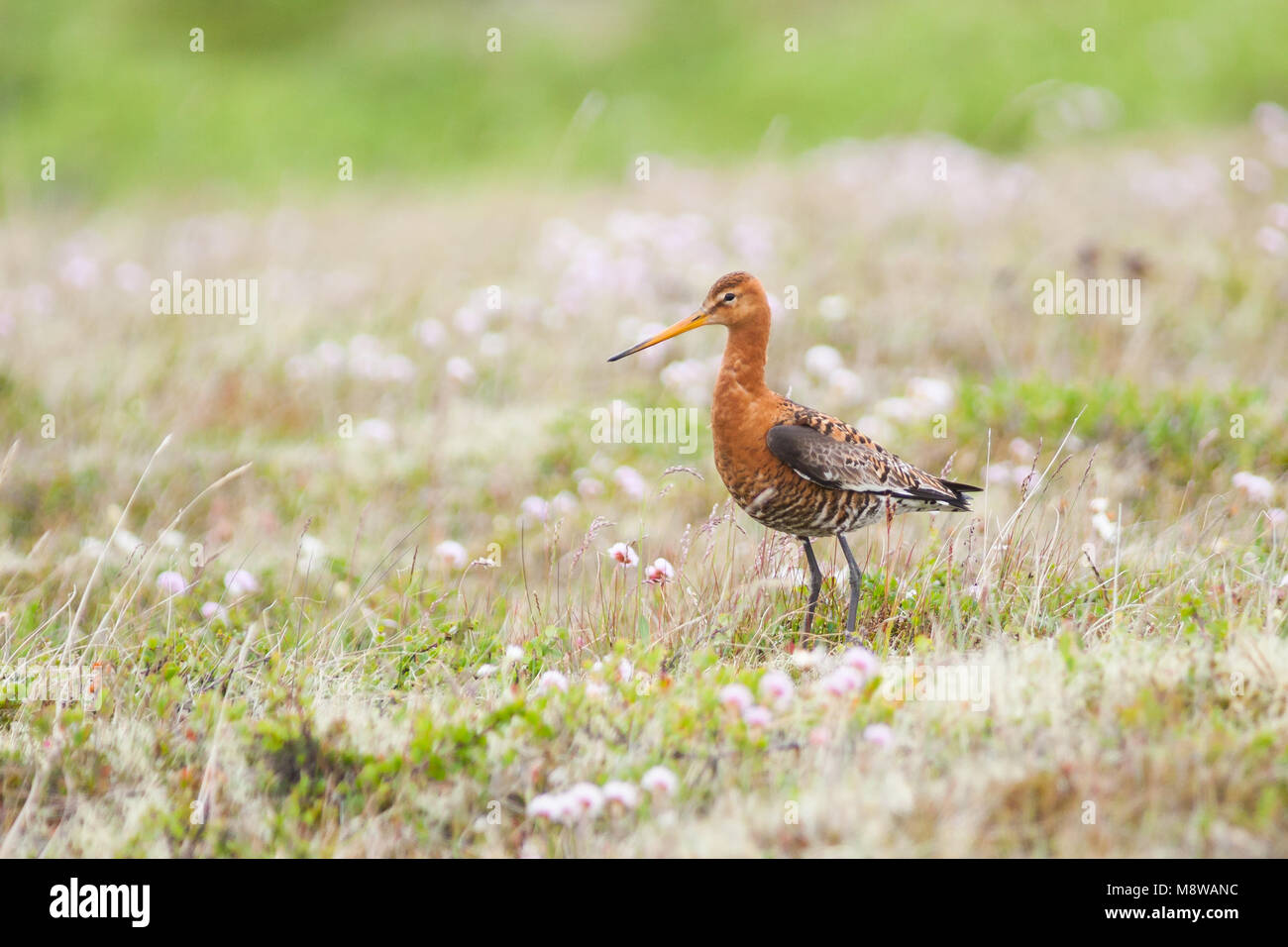 Bird image made by Ralph Martin Stock Photo - Alamy