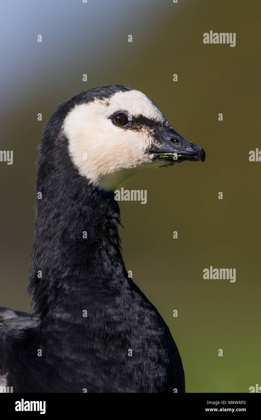 Portret van een Brandgans; Portrait from a Barnacle Goose Stock Photo ...