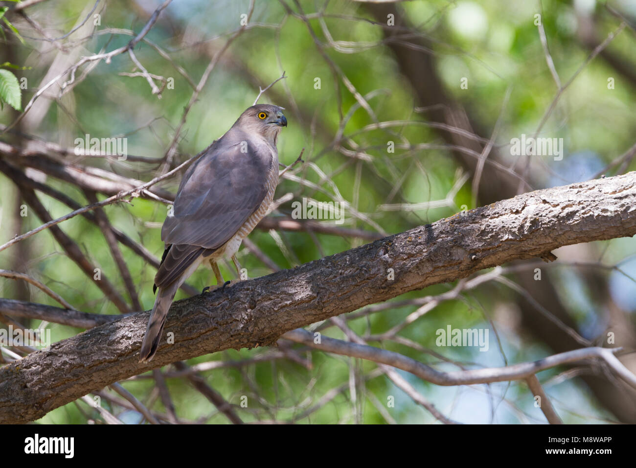 Bird image made by Ralph Martin Stock Photo - Alamy