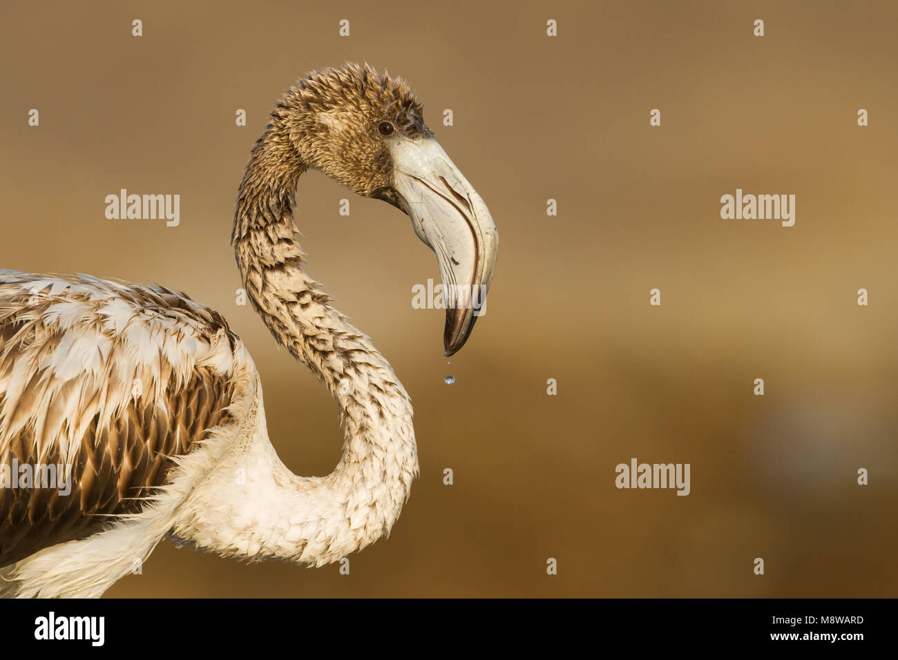 Ralph martin hi-res stock photography and images - Alamy