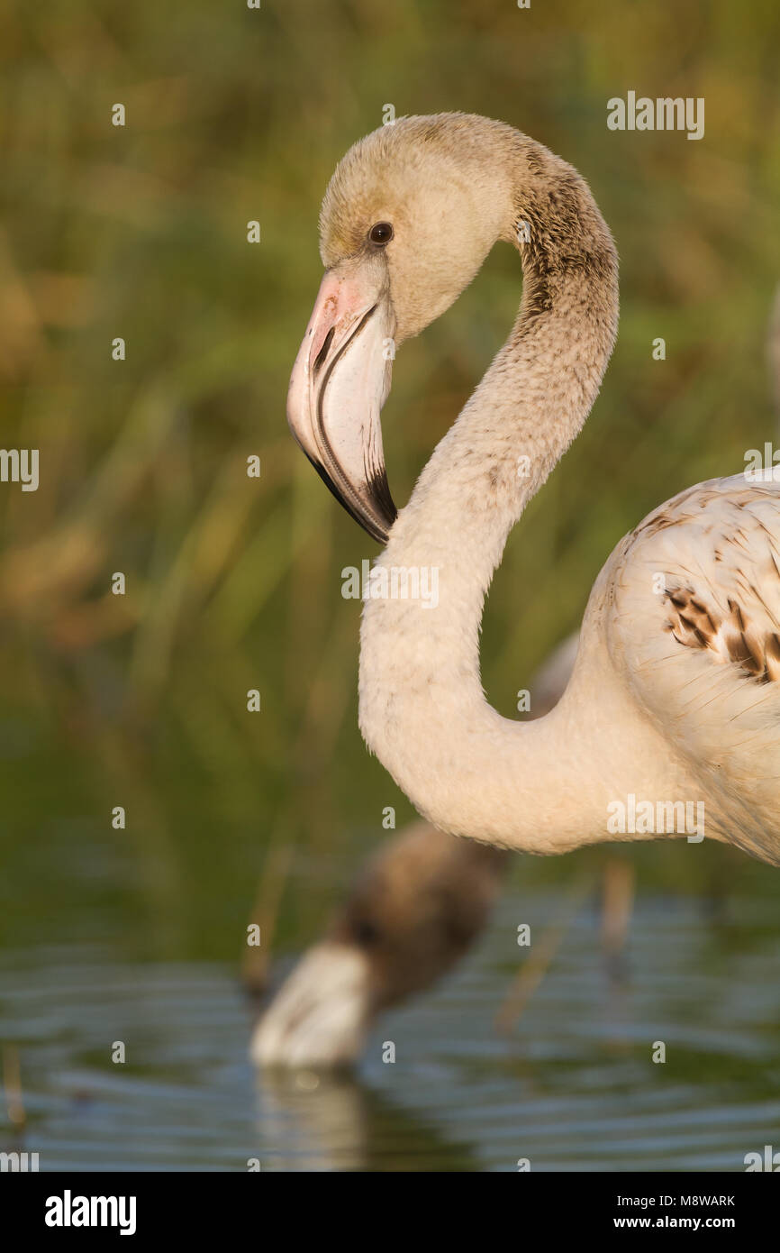 Ralph martin hi-res stock photography and images - Alamy