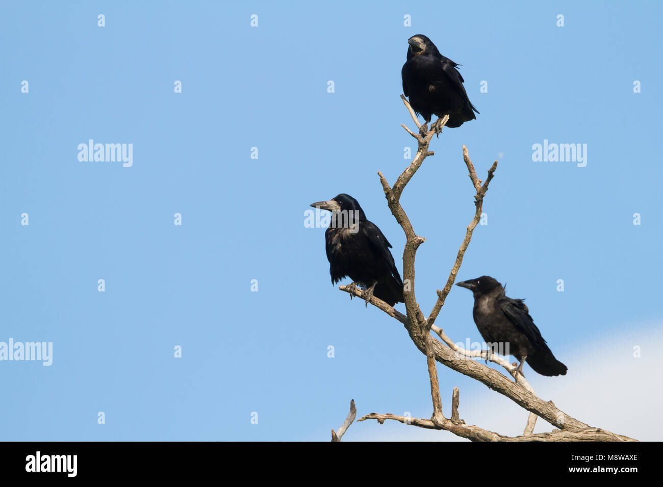 Juvenile rook hi-res stock photography and images - Alamy