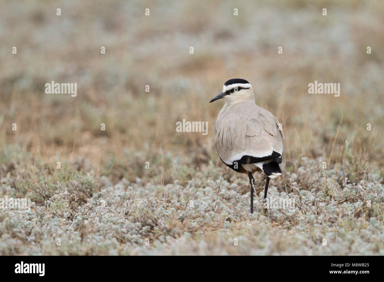 Sociable Lapwing - Steppenkiebitz - Vanellus gregarius, Kazakhstan ...