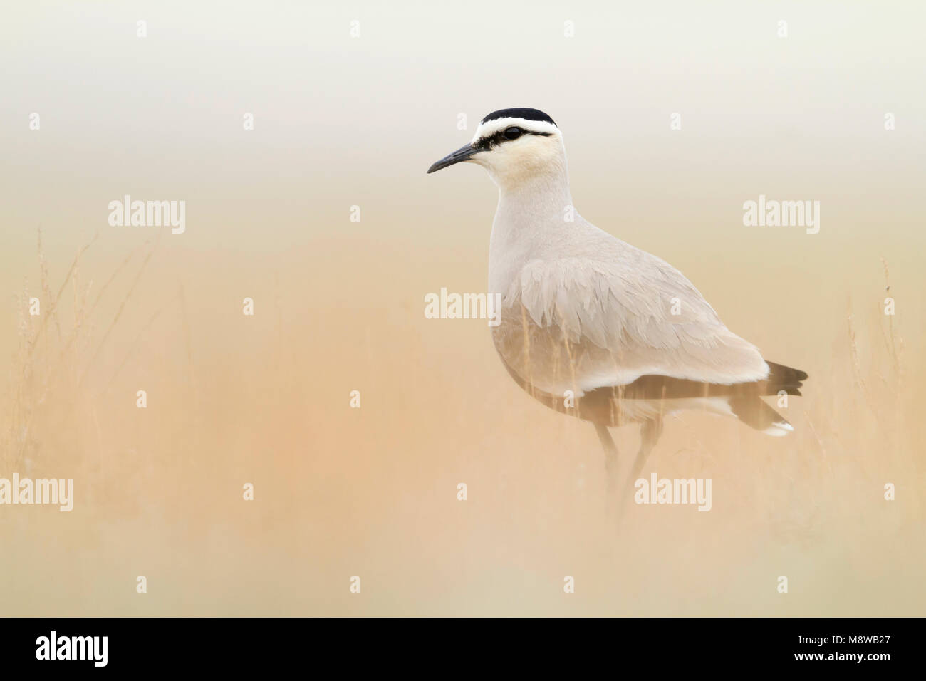 Sociable lapwing vanellus gregarius hi-res stock photography and images ...