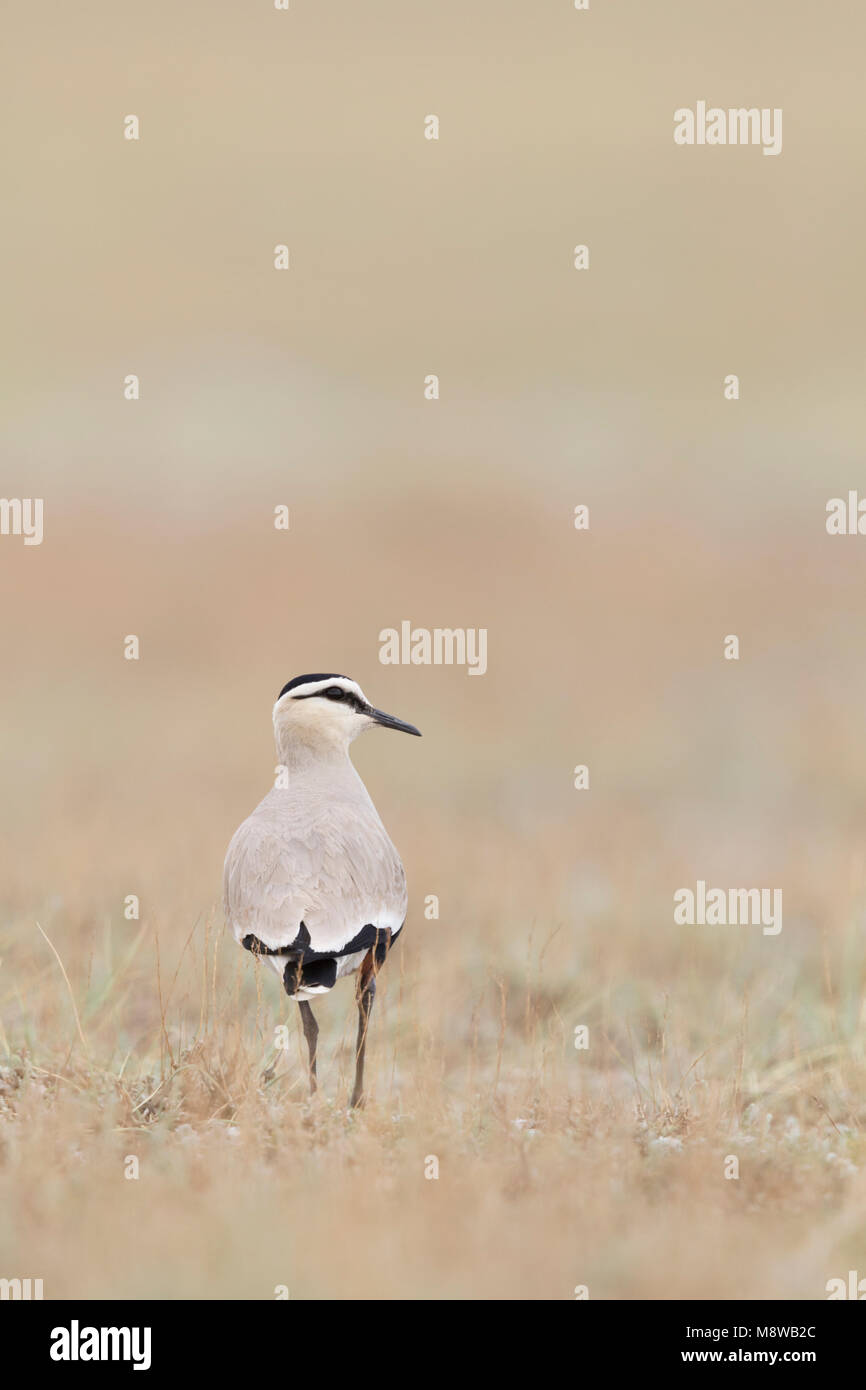 Sociable lapwing vanellus gregarius hi-res stock photography and images ...
