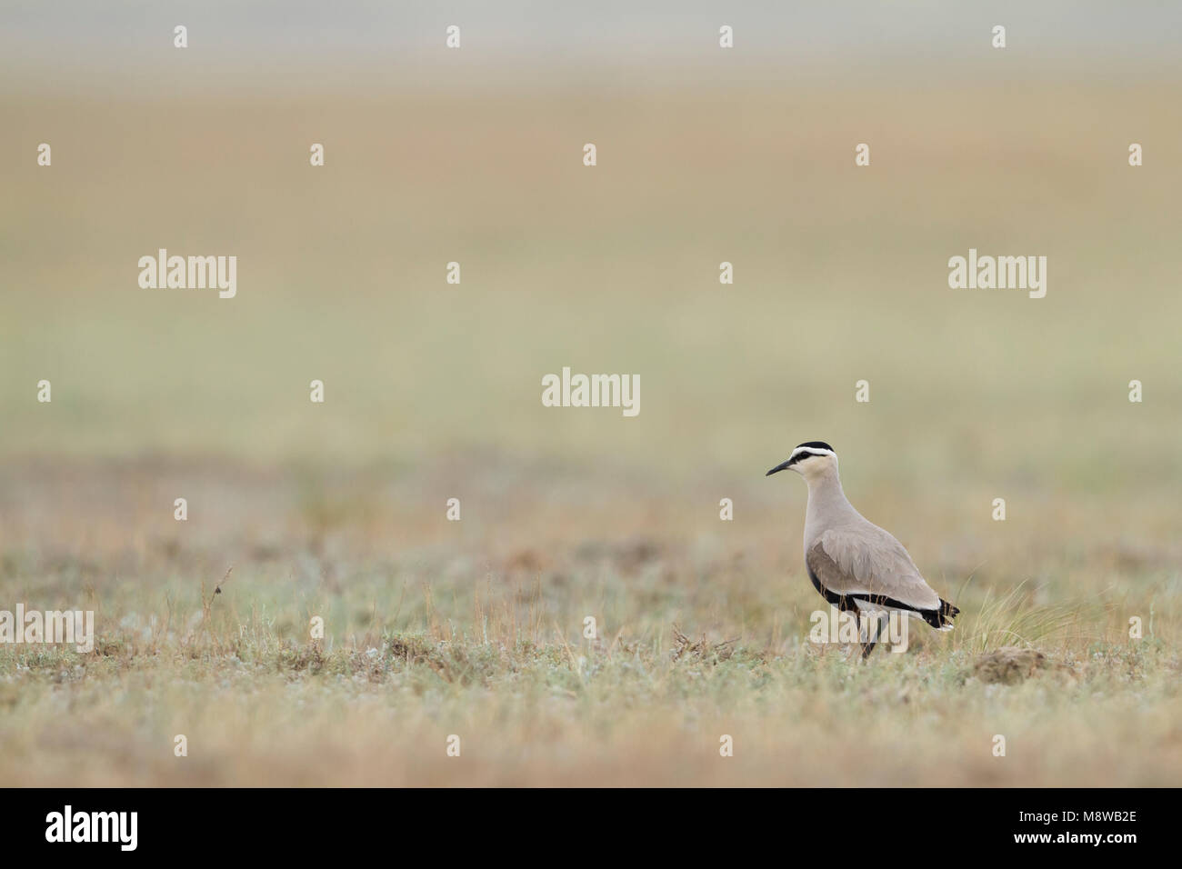 Sociable lapwing vanellus gregarius hi-res stock photography and images ...