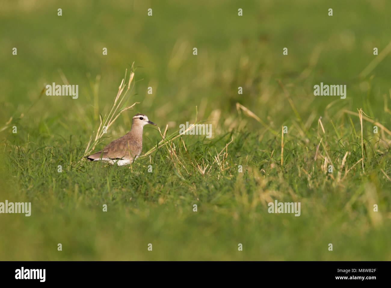 Vanellus Gregarius High Resolution Stock Photography and Images - Alamy