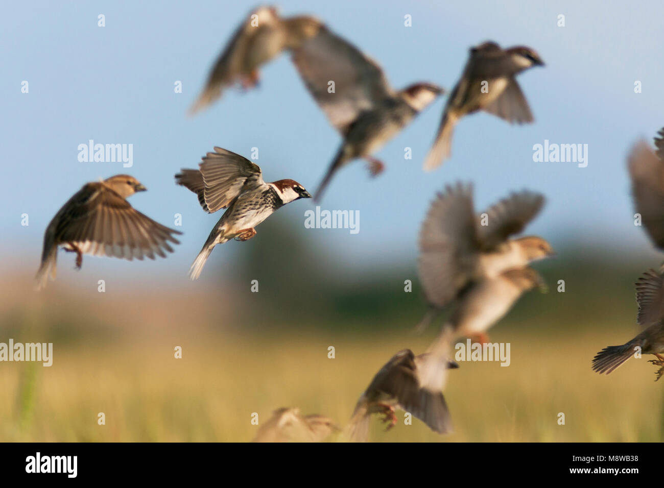 Spaanse Mus; Spanish Sparrow, Passer hispaniolensis ssp. transcaspicus ...