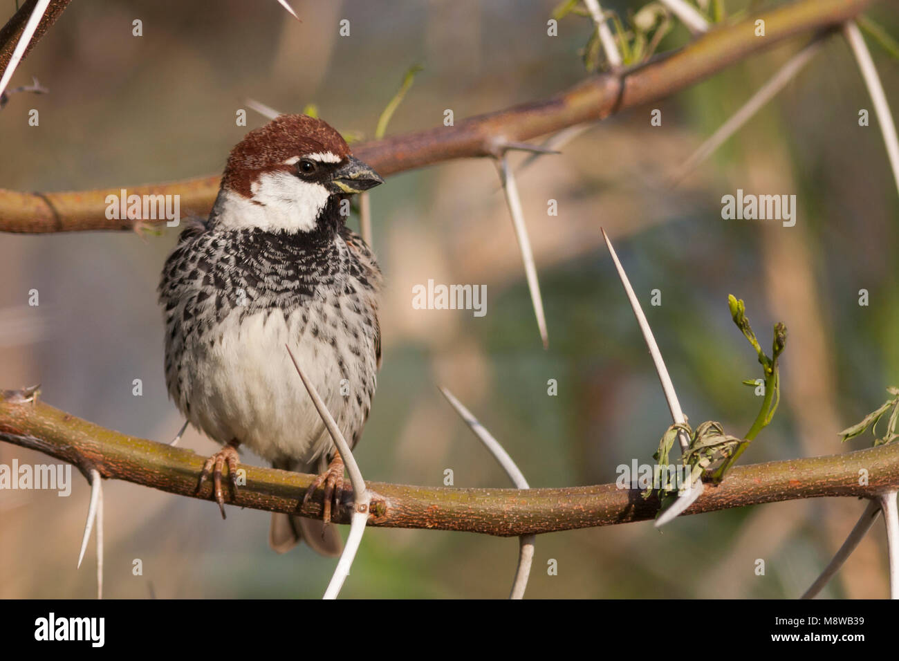 Spaanse Mus; Spanish Sparrow, Passer hispaniolensis ssp. transcaspicus ...