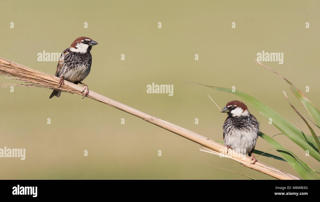 Passer hispaniolensis ssp hispaniolensis hi-res stock photography and ...