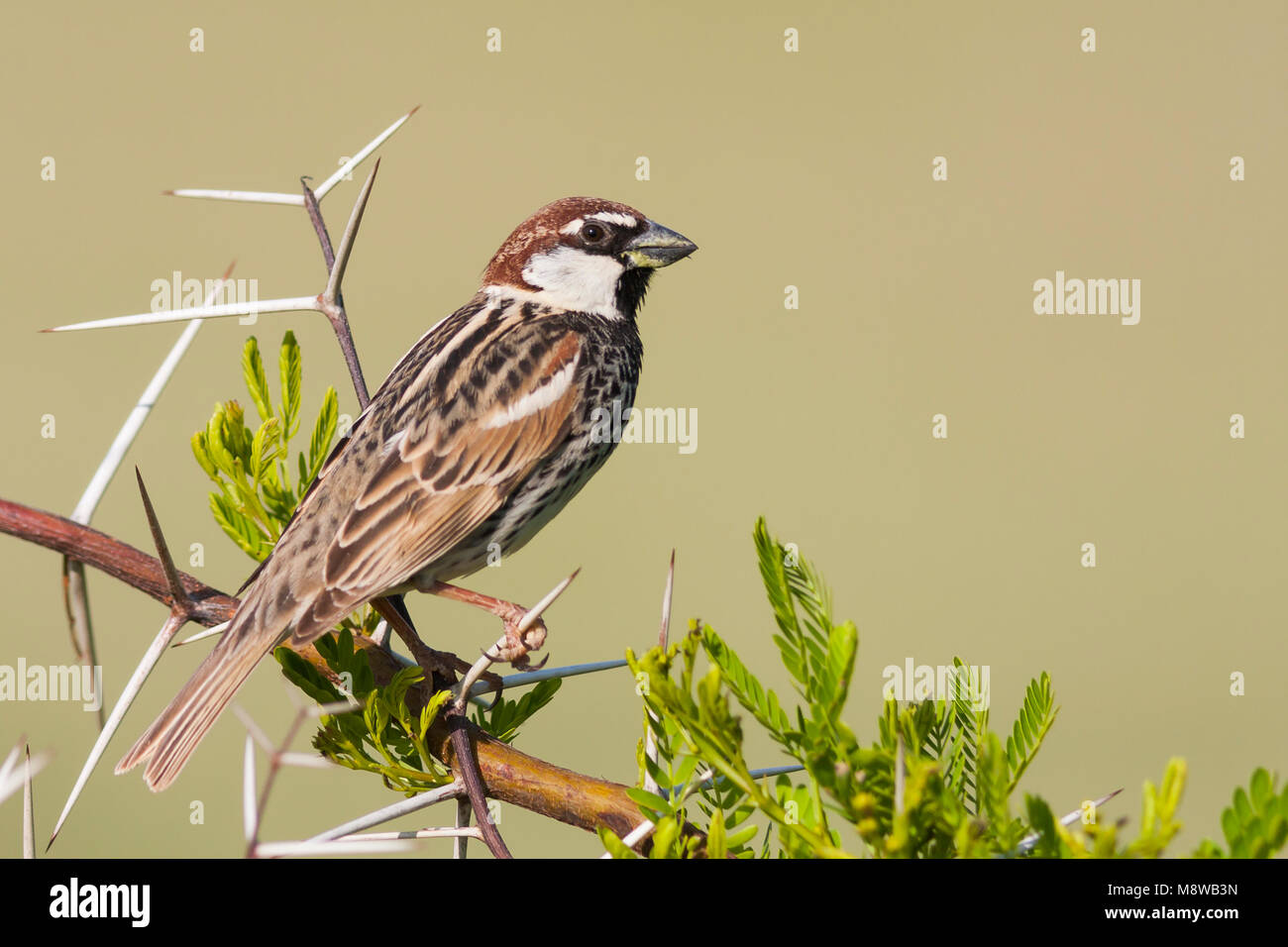 Spaanse Mus; Spanish Sparrow, Passer hispaniolensis ssp. transcaspicus ...