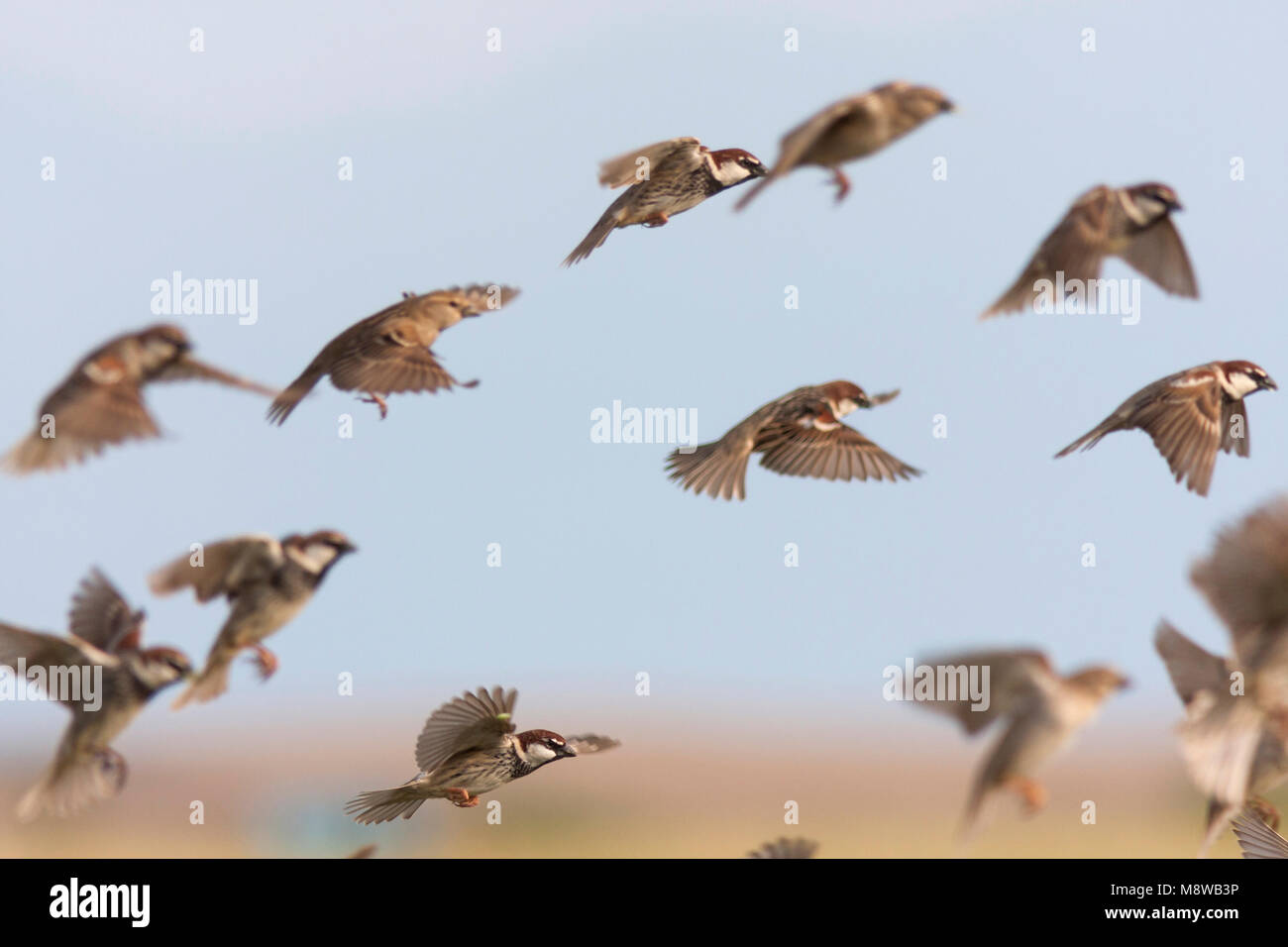 Spaanse Mus; Spanish Sparrow, Passer hispaniolensis ssp. transcaspicus ...