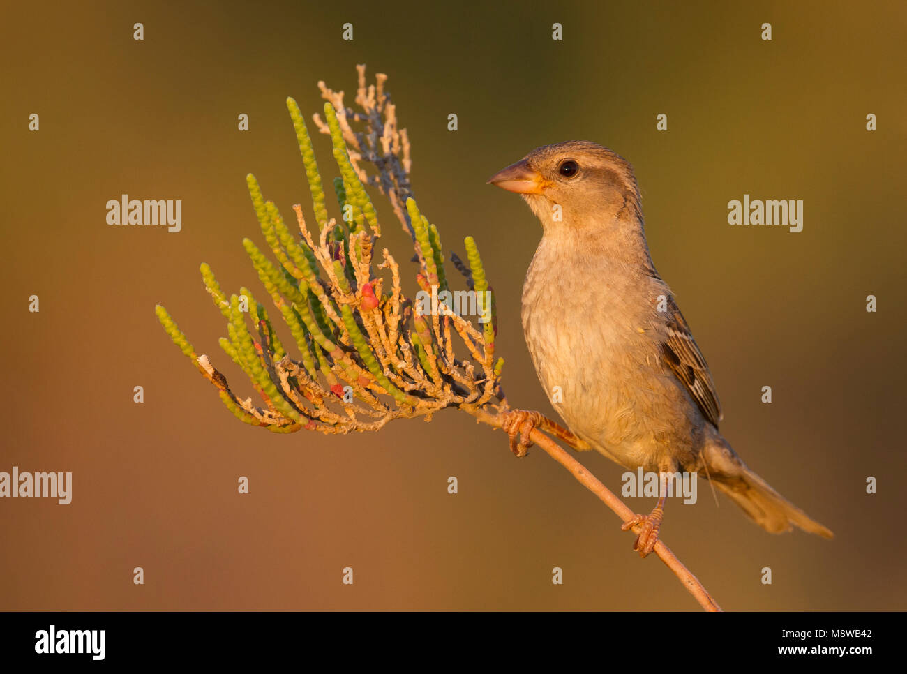 Spaanse Mus; Spanish Sparrow, Passer hispaniolensis ssp. hispaniolensis ...