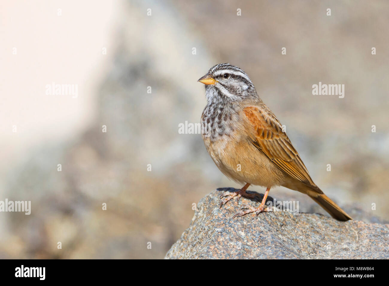 Emberiza striolata hi-res stock photography and images - Alamy