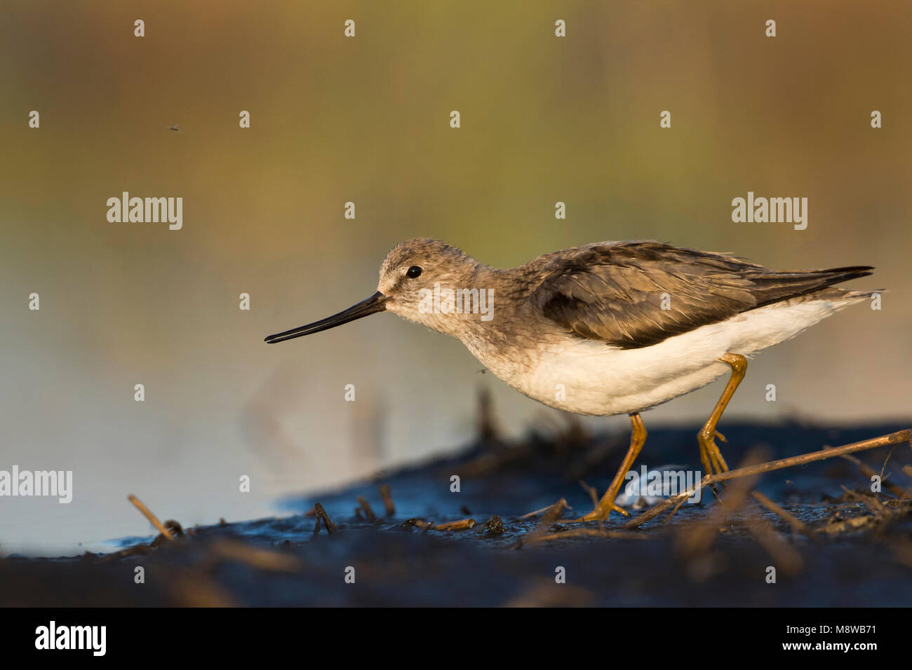 Terek Sandpiper - Terekwasserläufer - Xenus cinereus, Oman Stock Photo ...