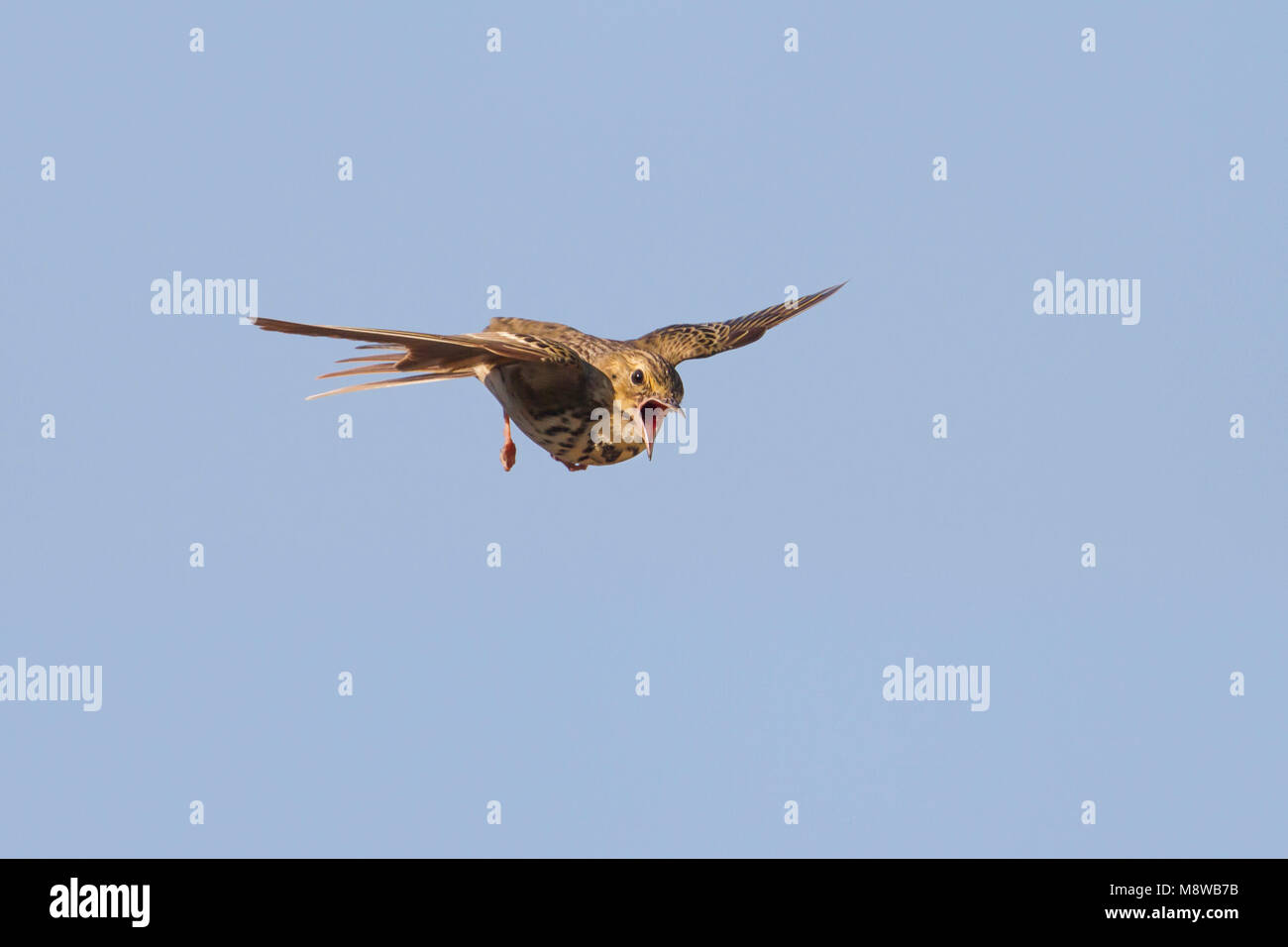 Pipits of europe hi-res stock photography and images - Alamy