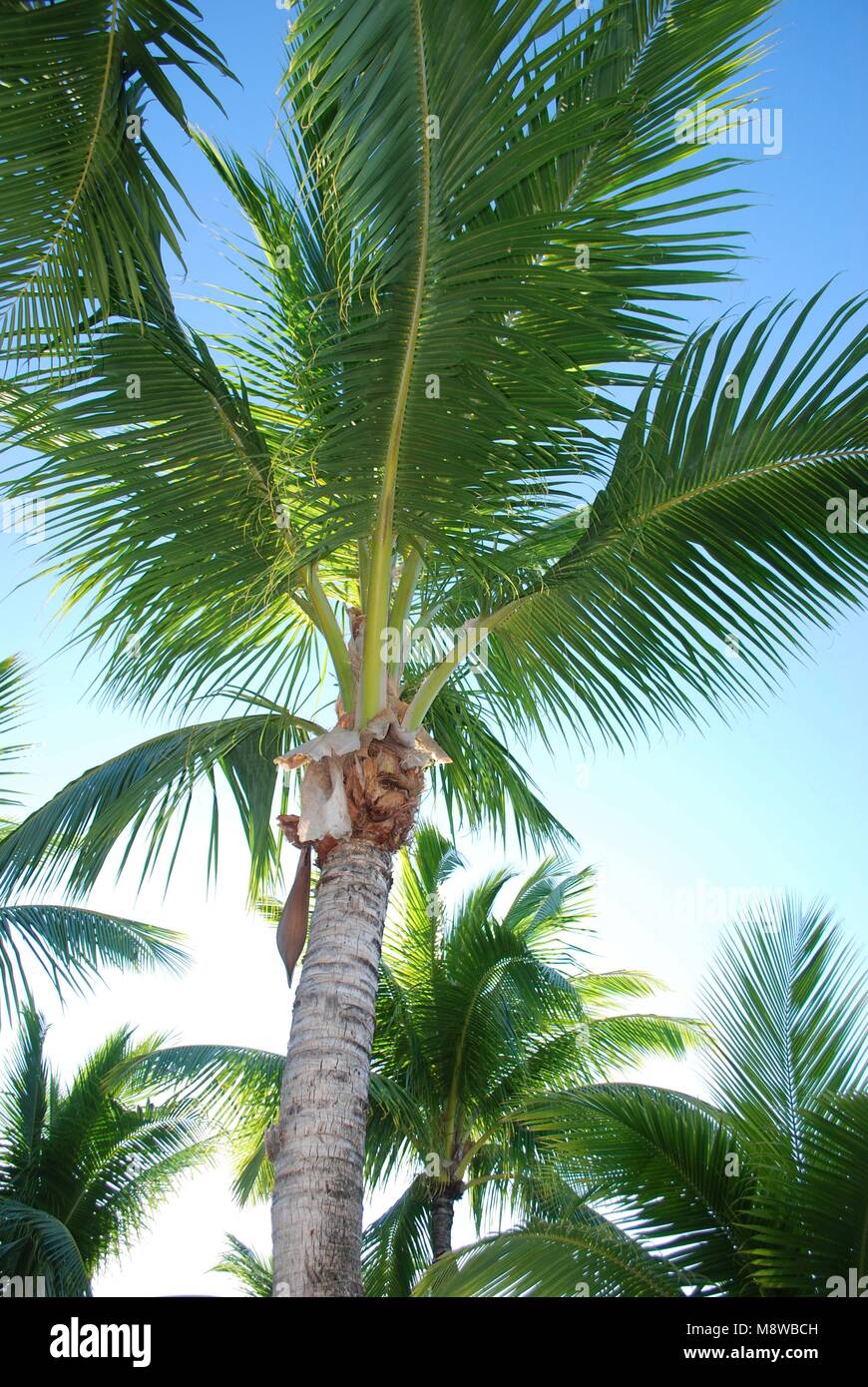 Bora Bora Palm Tree Stock Photo - Alamy