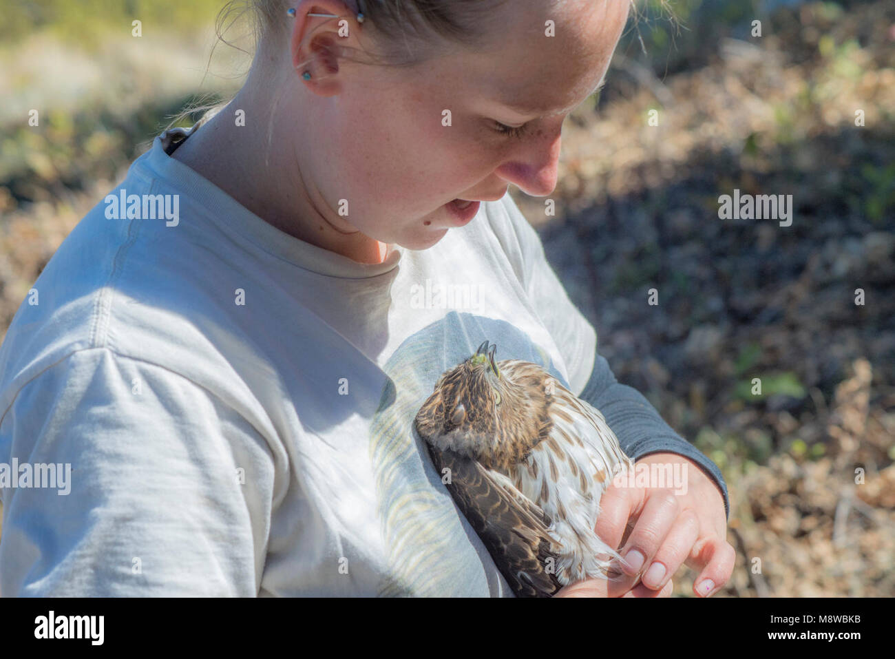 Cibola Mountain air Gavilan Trail Hawk Watch Stock Photo - Alamy